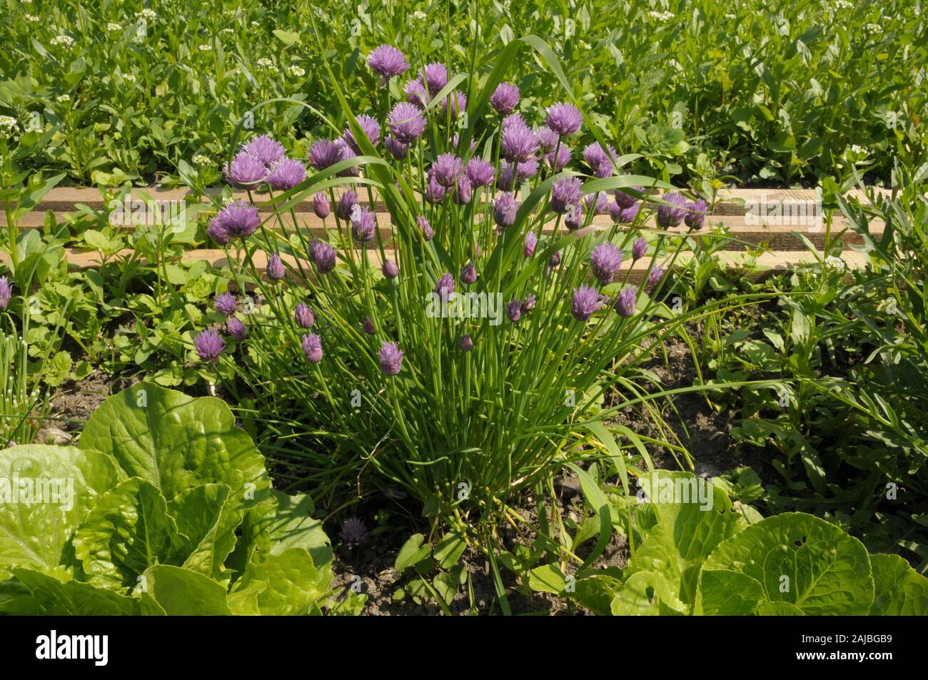 Garden patch hi-res stock photography and images - Alamy