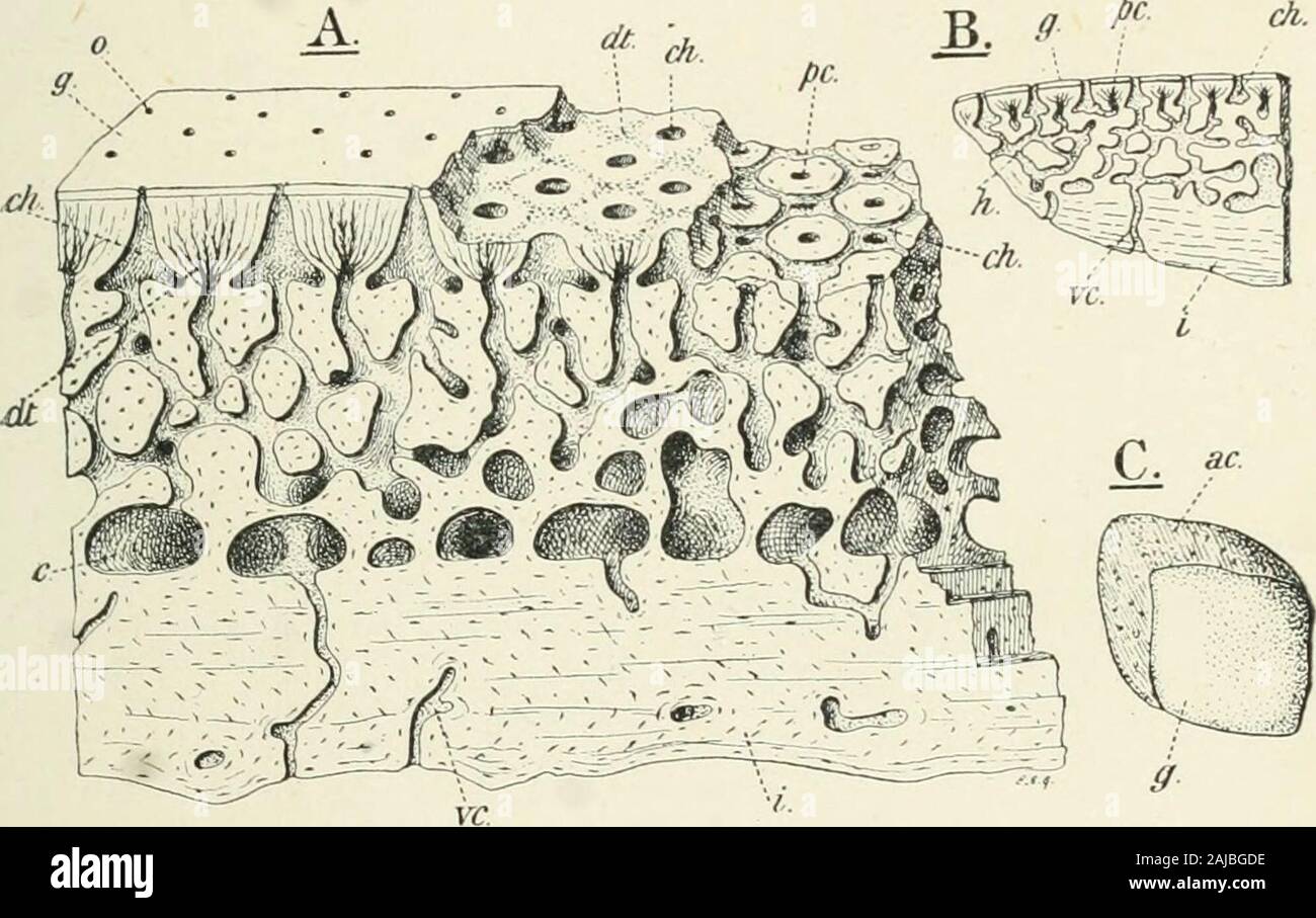 Placoid Scales In Scoliodon (Exoskeleton) IMALUOP