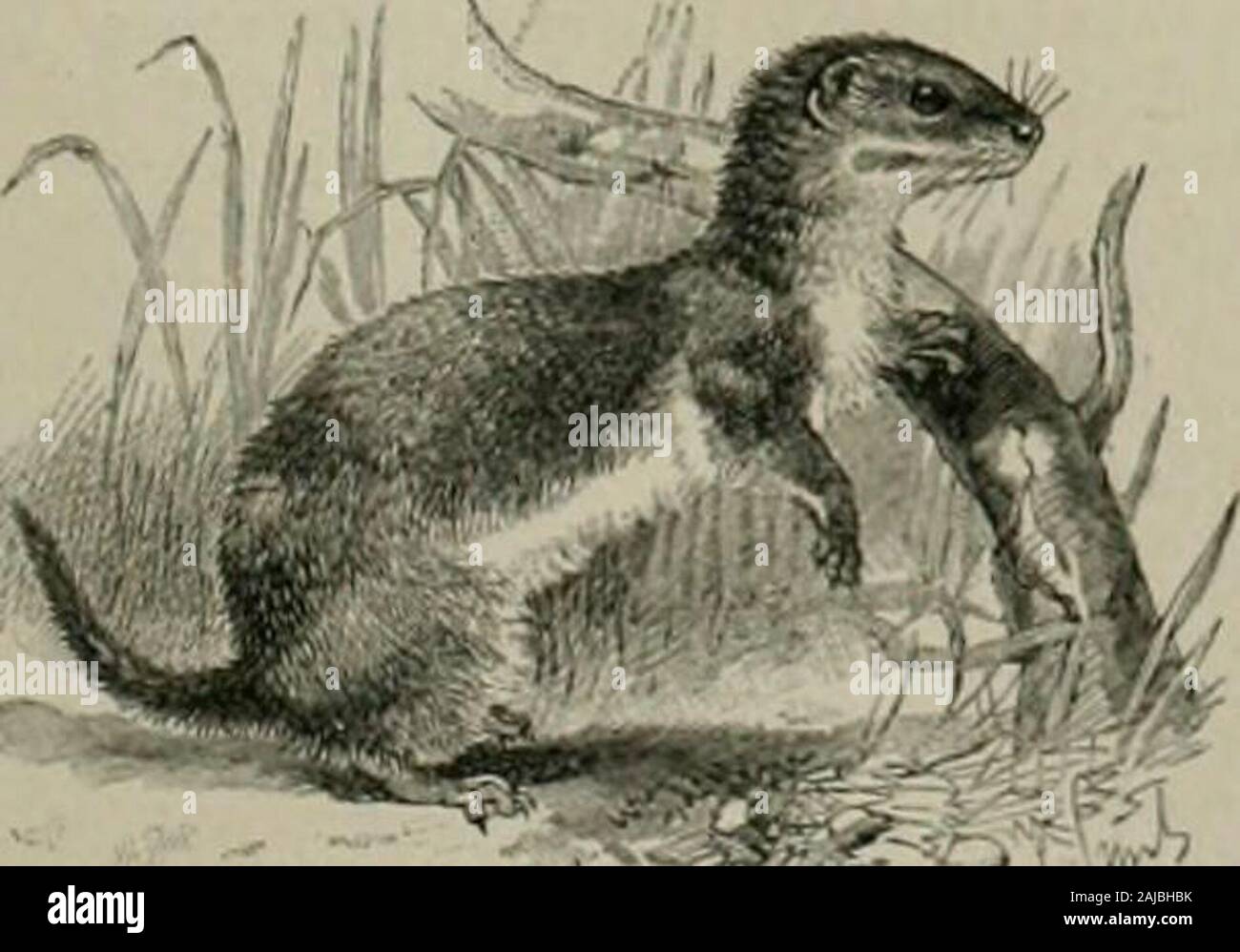 Chicken Thief High Resolution Stock Photography and Images - Alamy