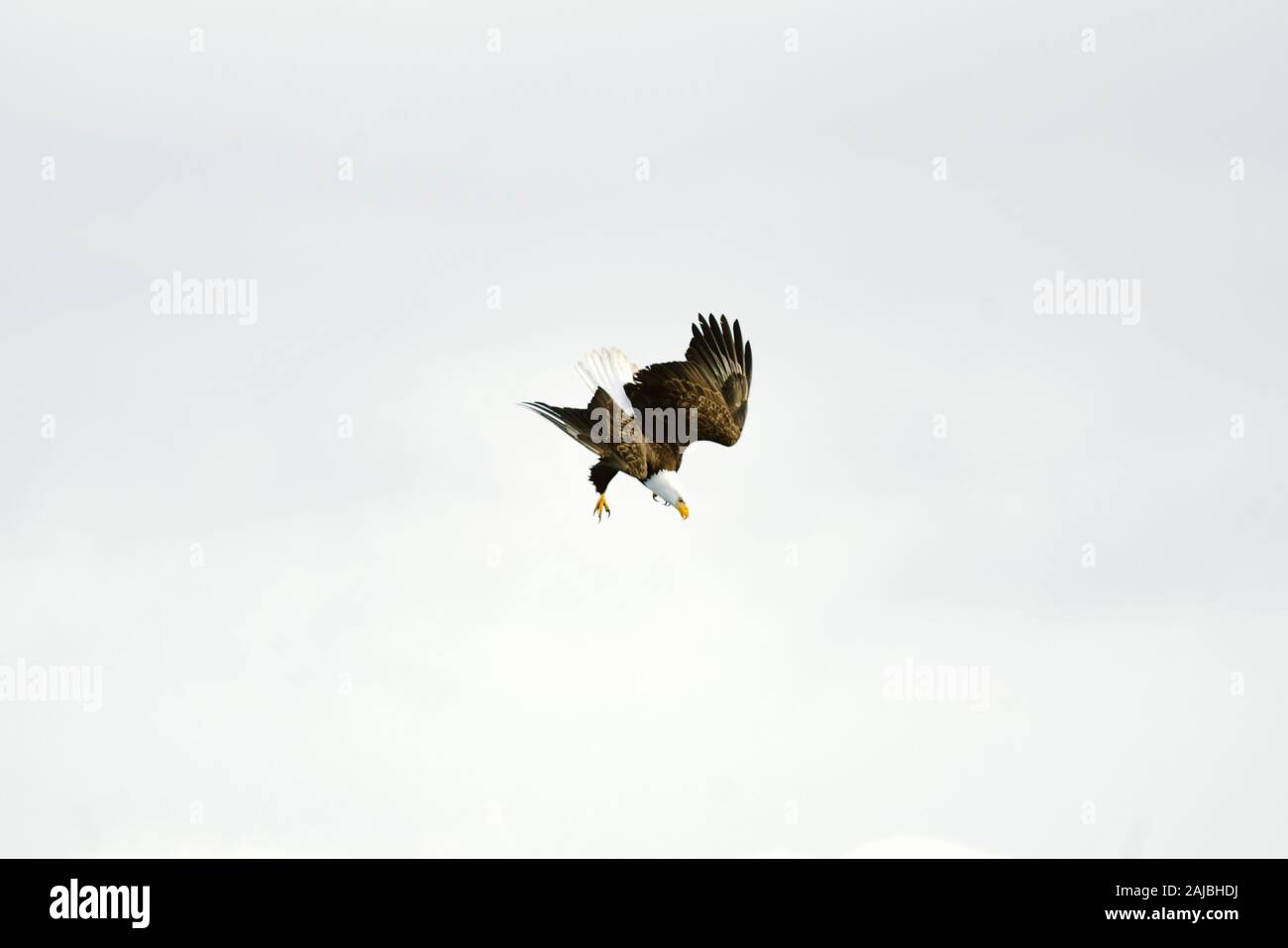 View from below of a Bald Eagle diving from above Stock Photo - Alamy