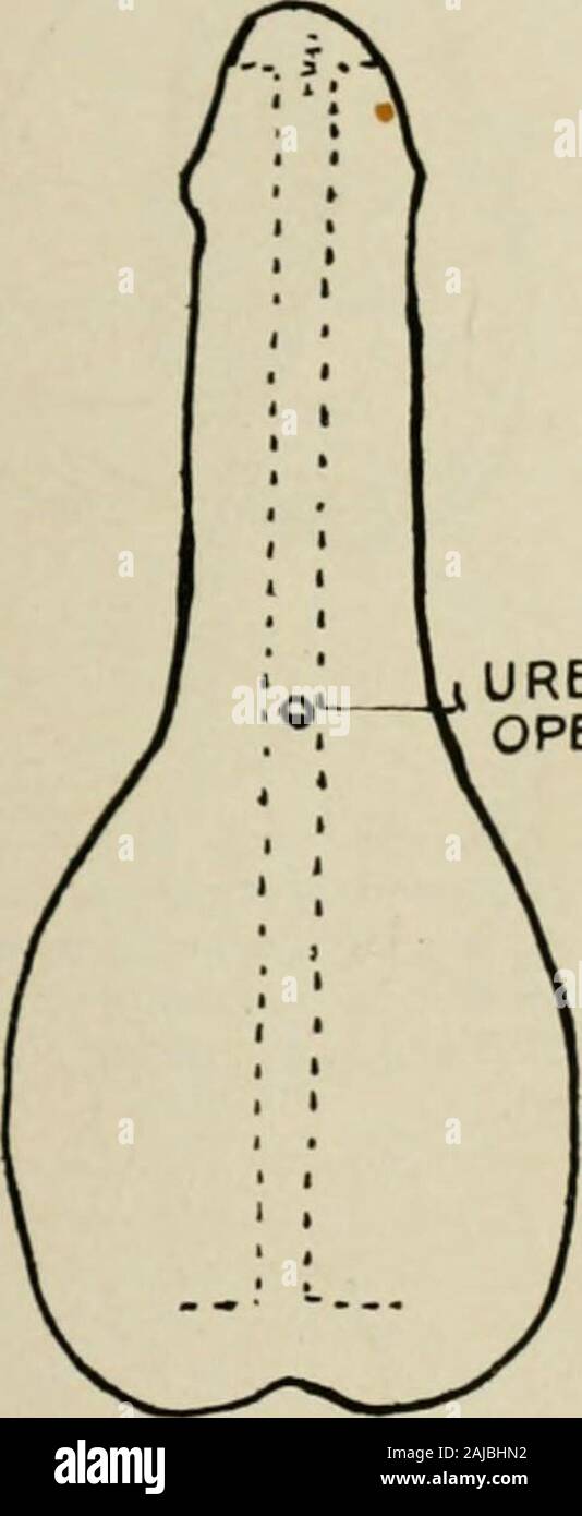 scrotal raphe function