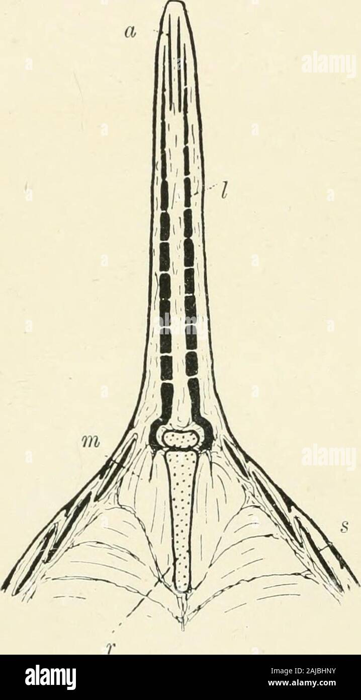 A treatise on zoology . r-girdle firmly with theotic region of the ...