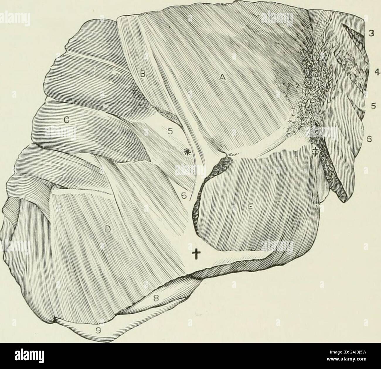 Annual and analytical cyclopaedia of practical medicine . ones in which ...