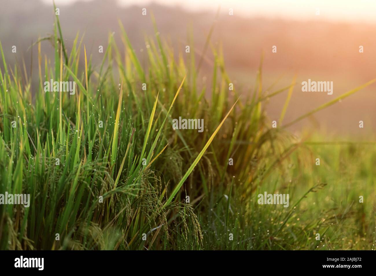 Rice terraces full water hi-res stock photography and images - Alamy