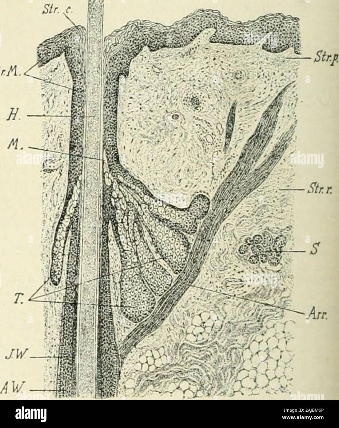 A Reference handbook of the medical sciences embracing the entire range ...