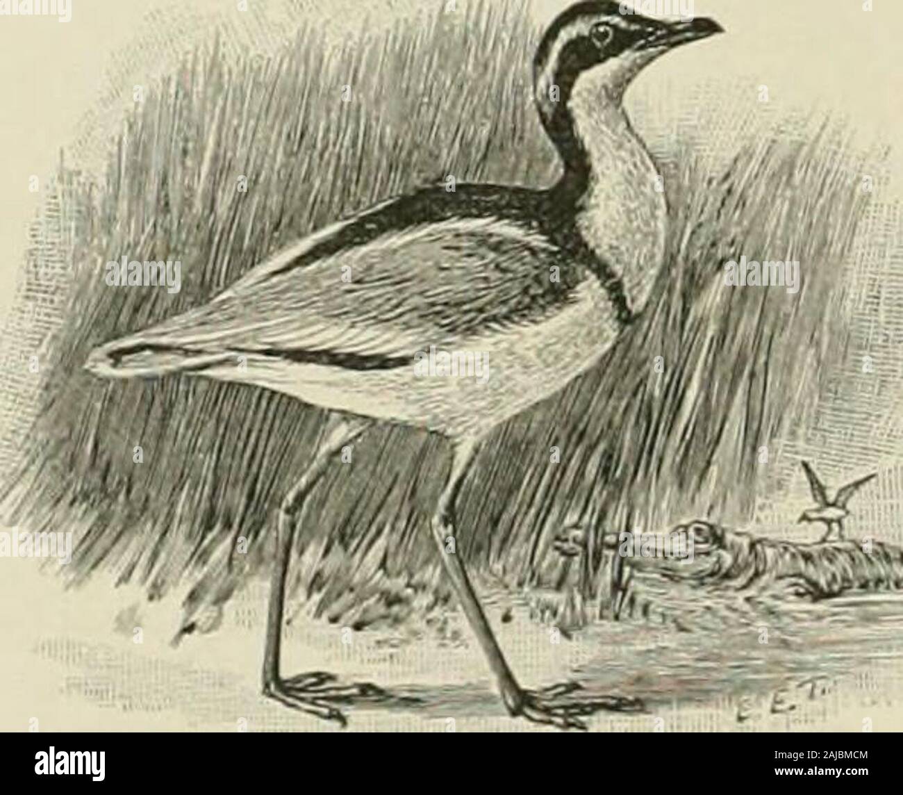 Cursori hi-res stock photography and images - Alamy