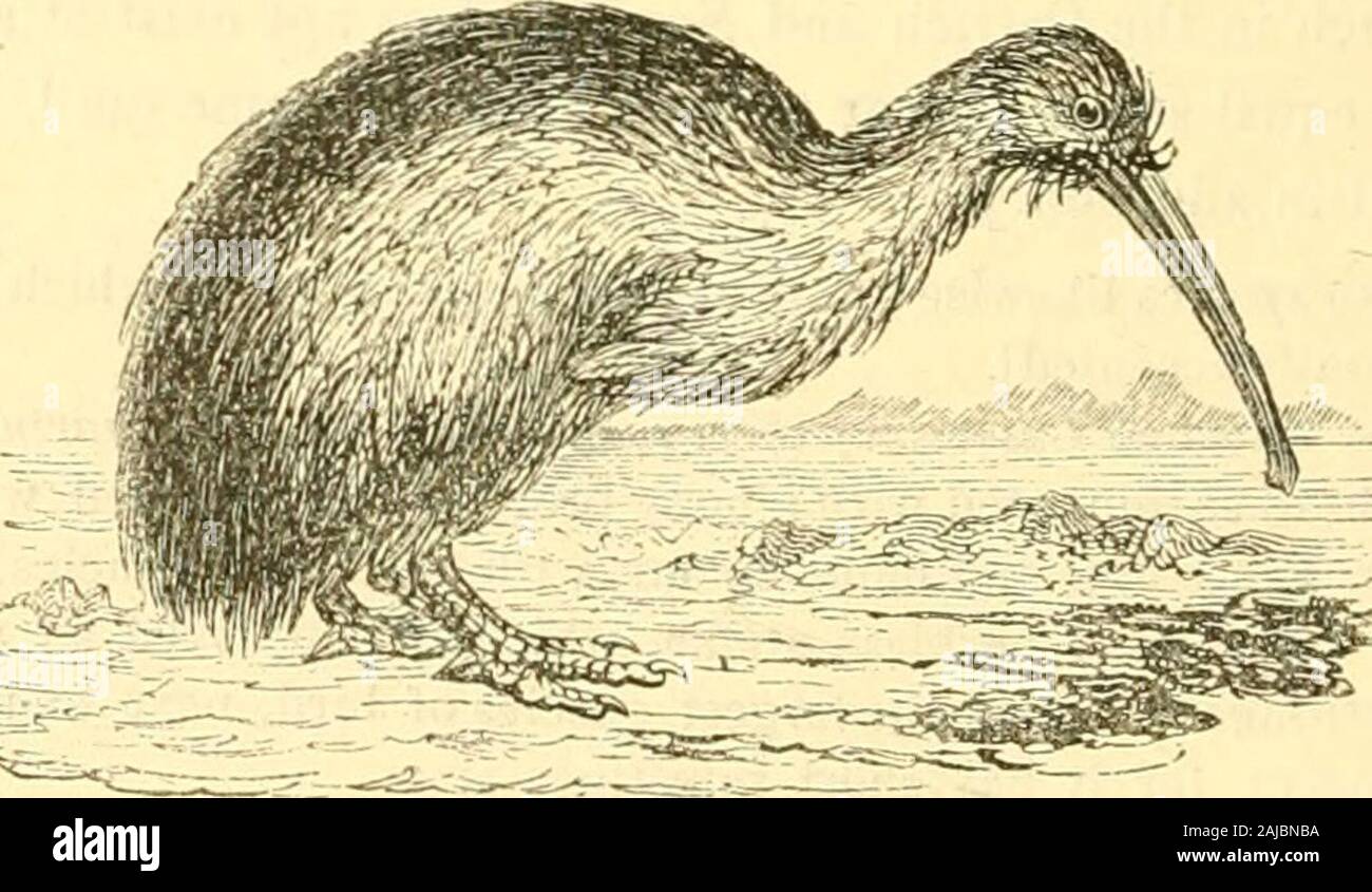 Penguin anatomy hi-res stock photography and images - Alamy