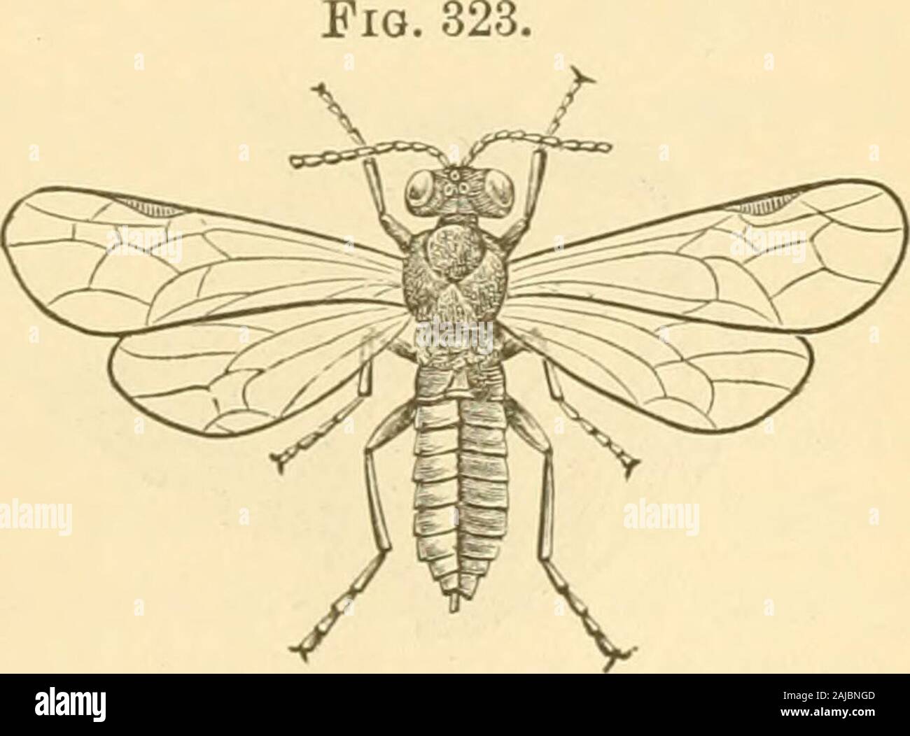 Theyoung insect hi-res stock photography and images - Alamy