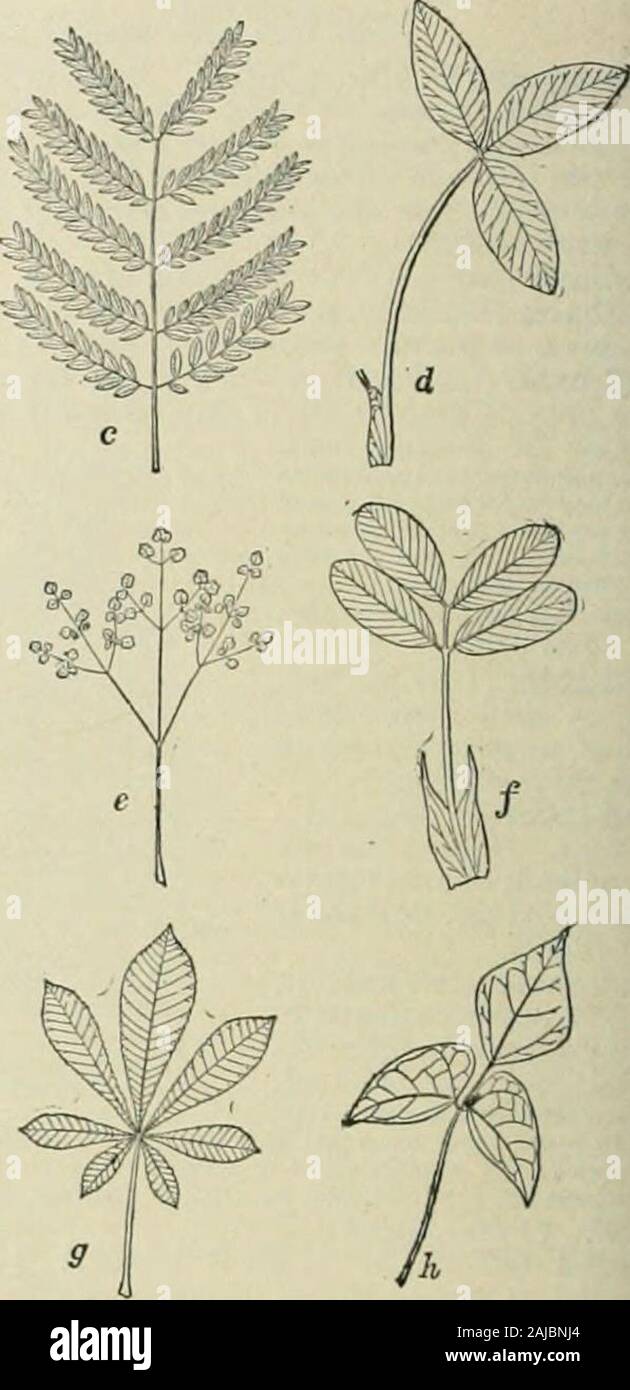 Trifoliate Compound Leaf