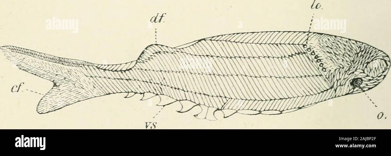 Ventral scales hi-res stock photography and images - Alamy