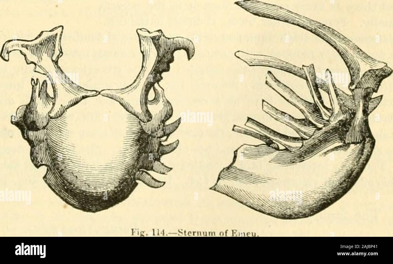Ostrich anatomy hi-res stock photography and images - Alamy