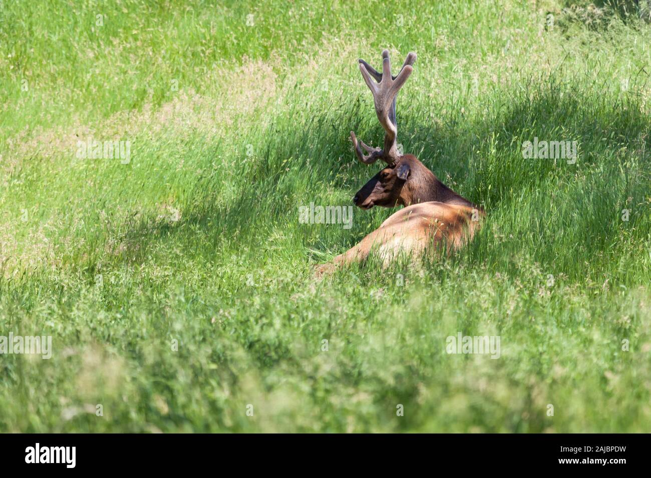 Bull elk resting bear country hi-res stock photography and images - Alamy