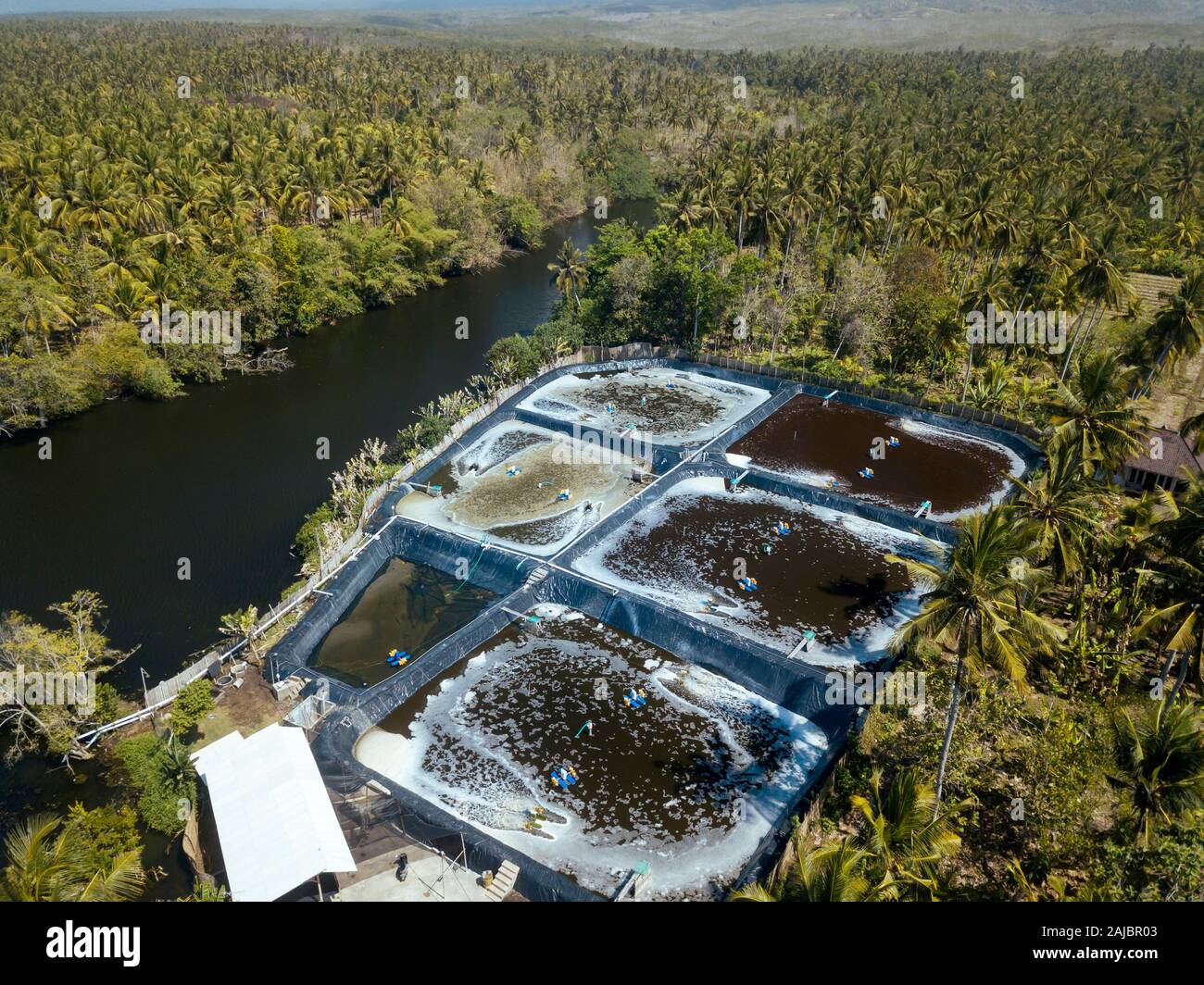 Shrimp tree hi-res stock photography and images - Alamy