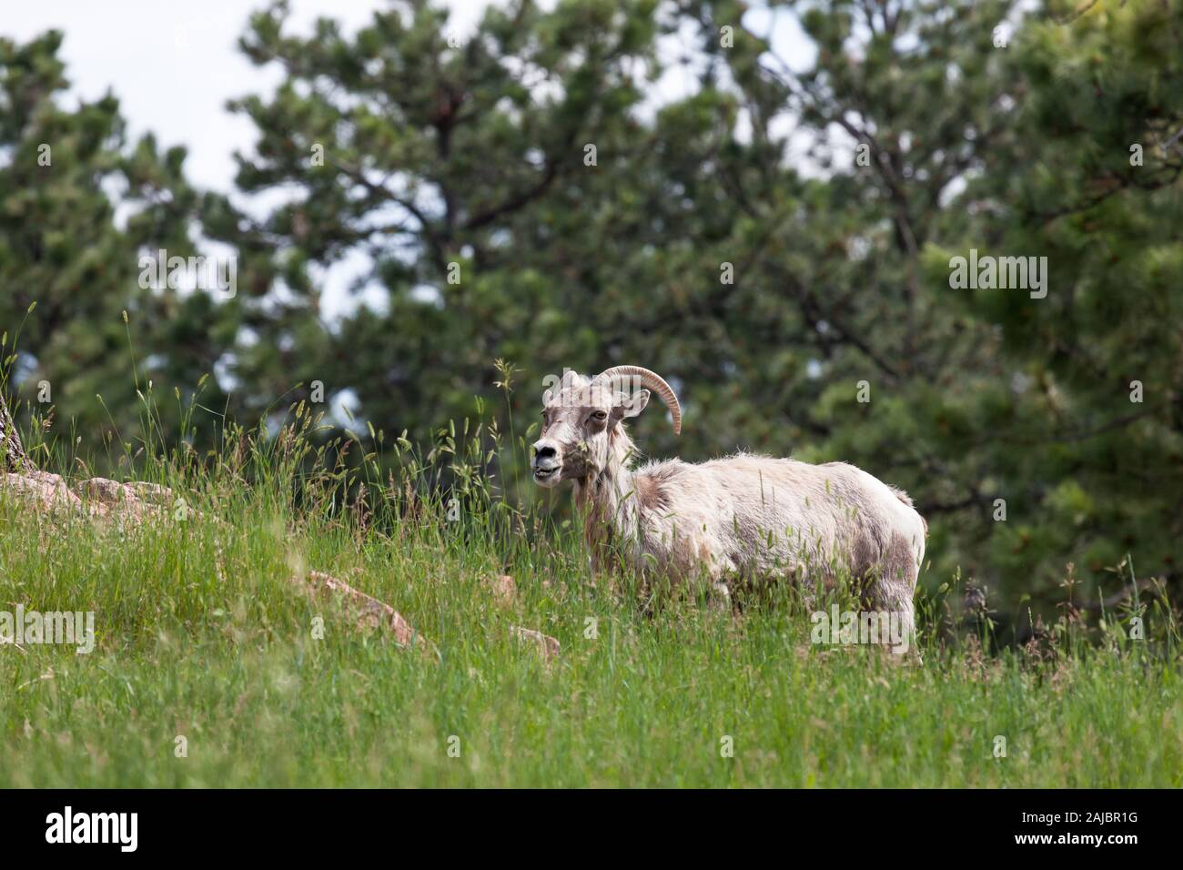 A female bighorn sheep standing on a hill with its mouth open to show ...
