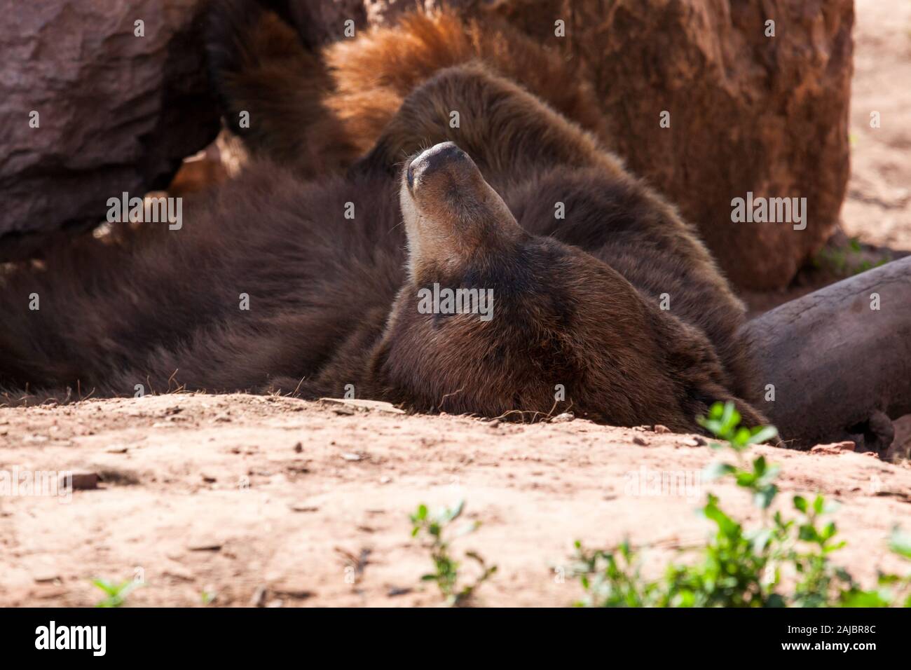 Bear sleeping cave hi-res stock photography and images - Alamy