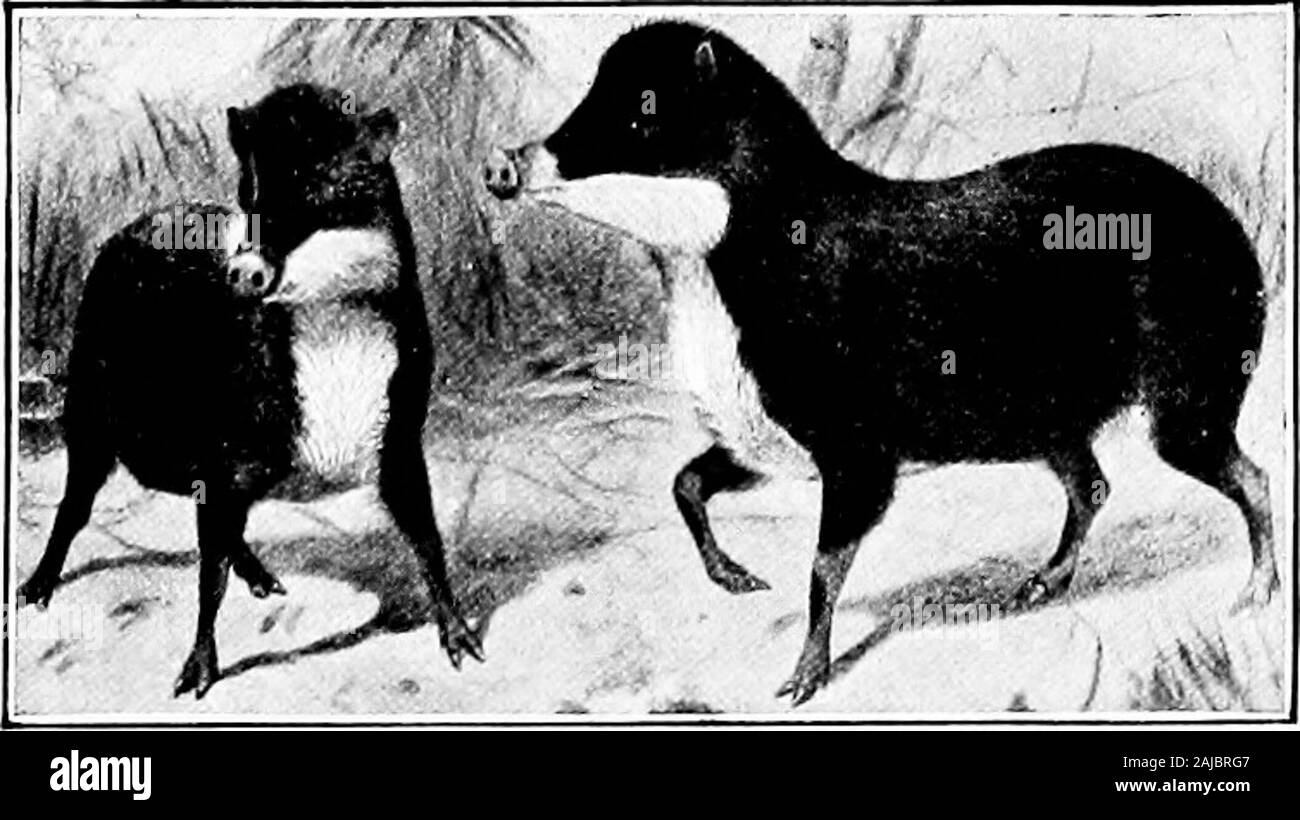 Un hun Black and White Stock Photos & Images - Alamy