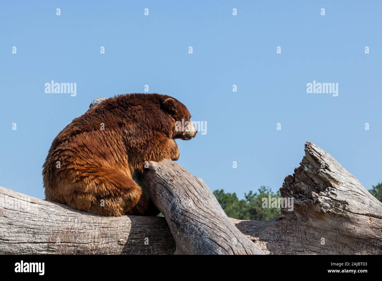 Brown bear sleeping on log hi-res stock photography and images - Alamy