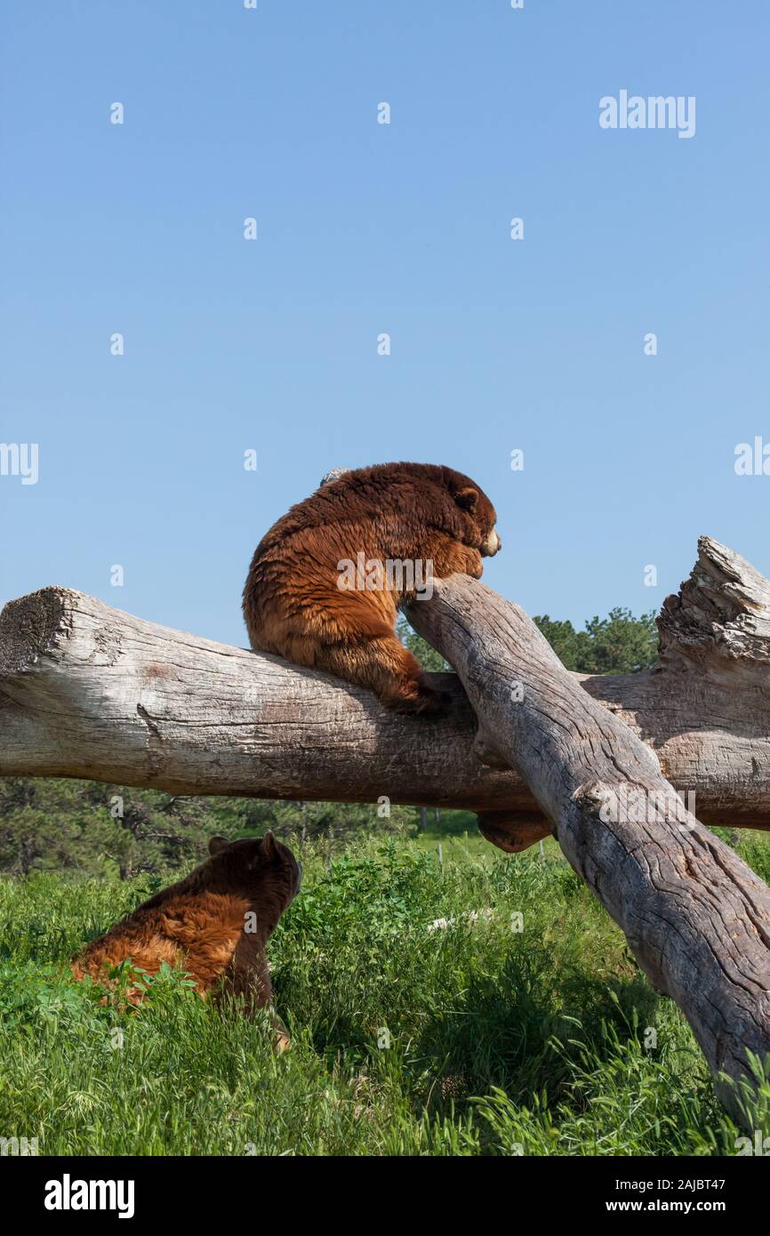 Brown bear sleeping on log hi-res stock photography and images - Alamy