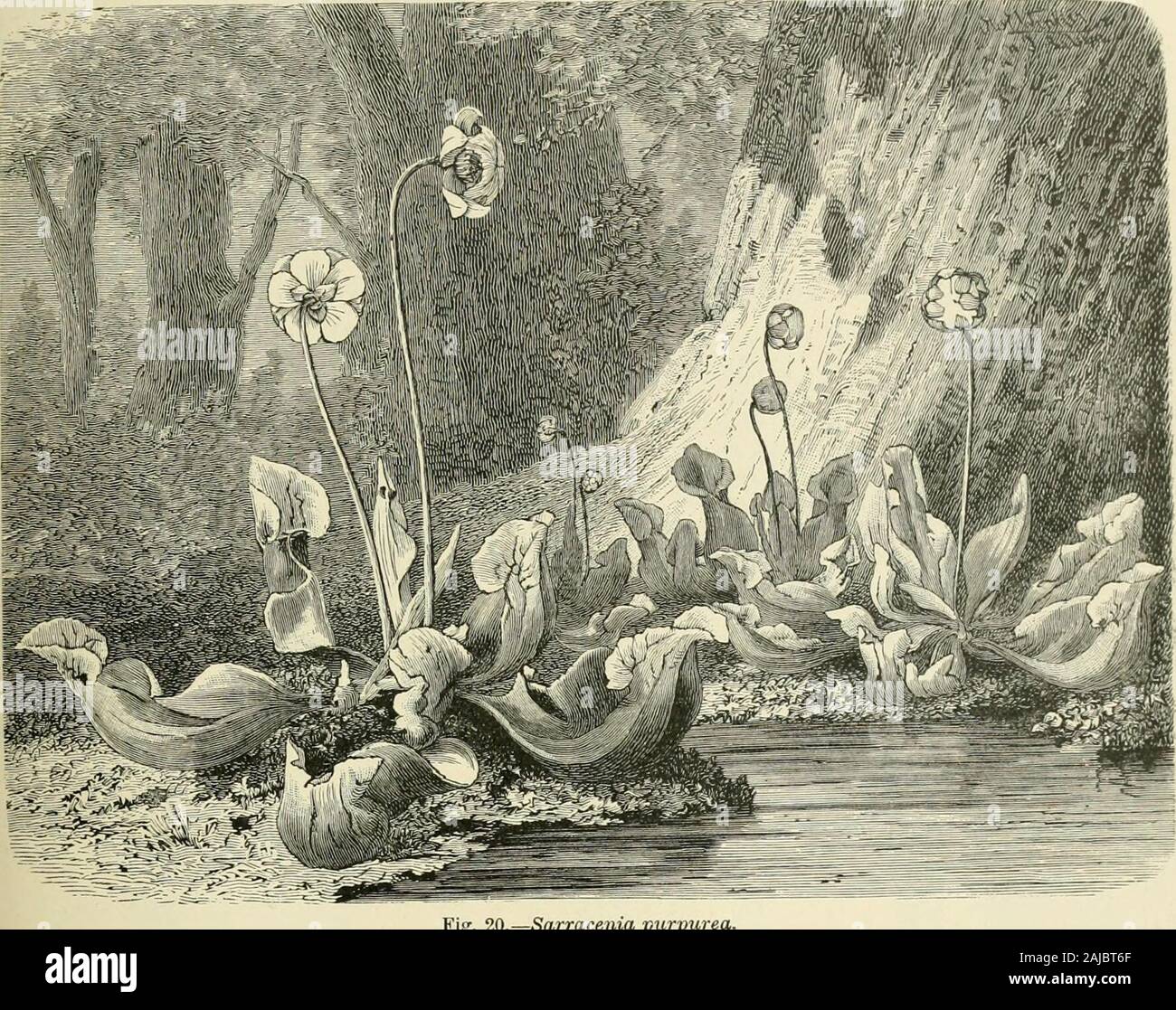 Bladder traps hi-res stock photography and images - Alamy