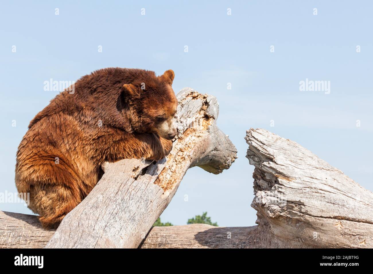 Brown bear sleeping on log hi-res stock photography and images - Alamy