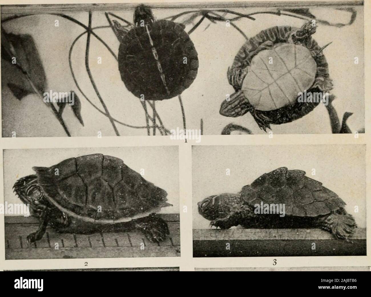Northern snake neck turtle hi-res stock photography and images - Alamy