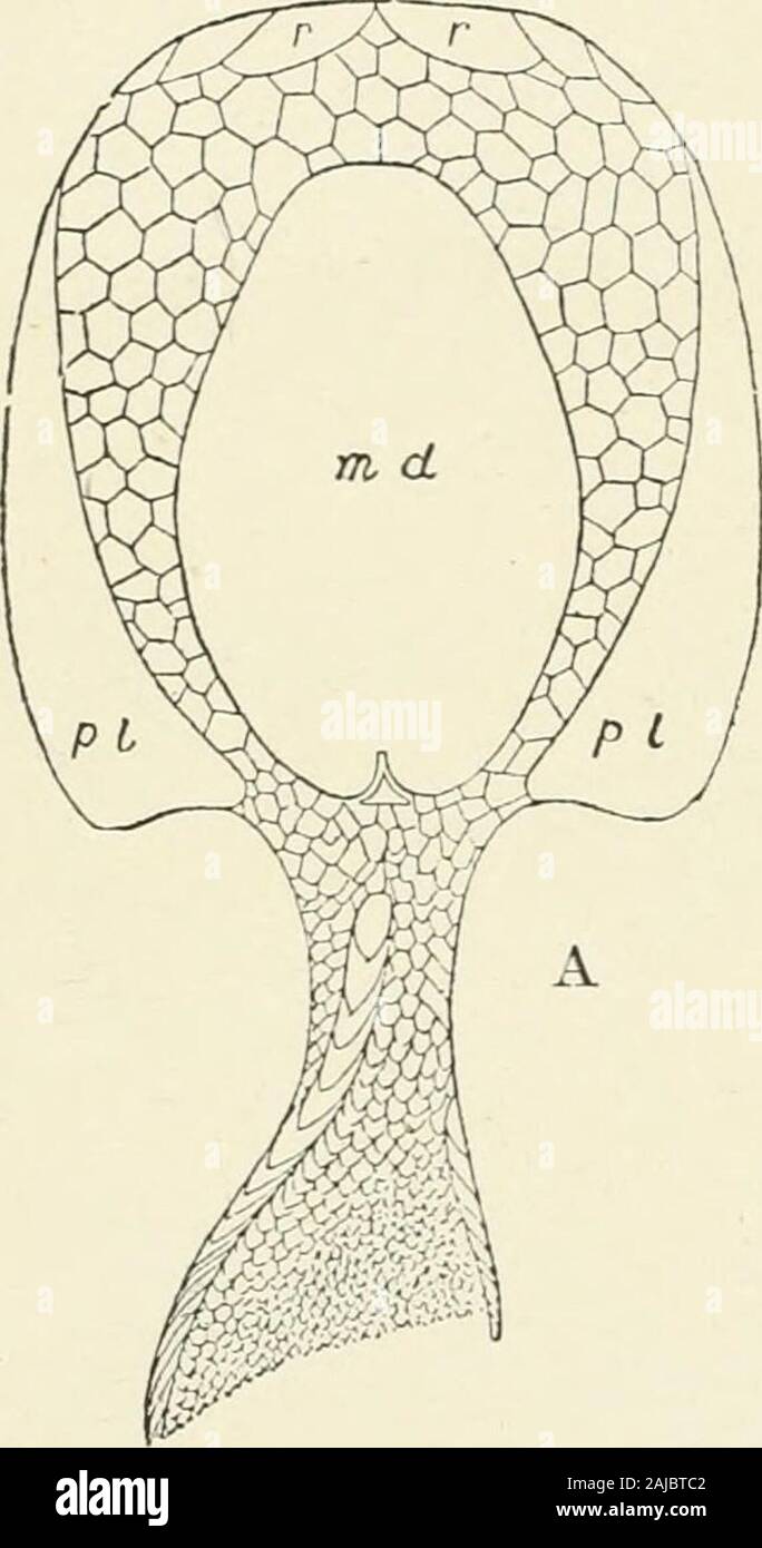 Lateral flaps hi-res stock photography and images - Alamy