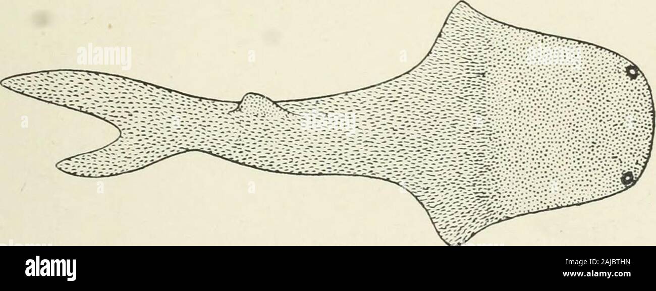 Anterior tubercles hi-res stock photography and images - Alamy