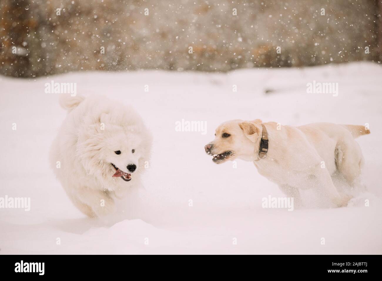 Samoyed Vs Labrador | atelier-yuwa.ciao.jp