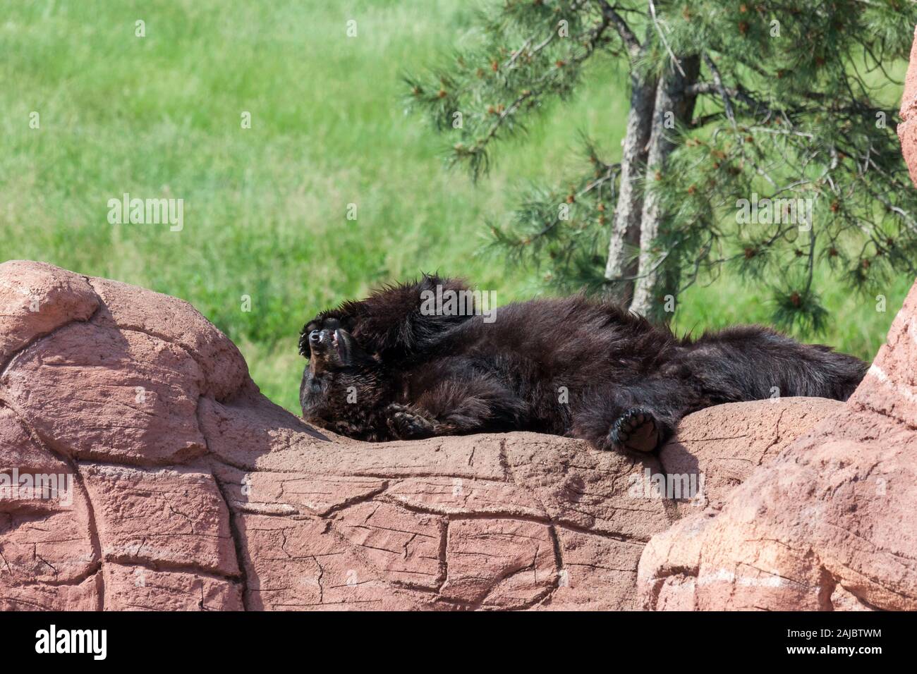 A large black bear sleeping on its back on top of a mad made rock ...
