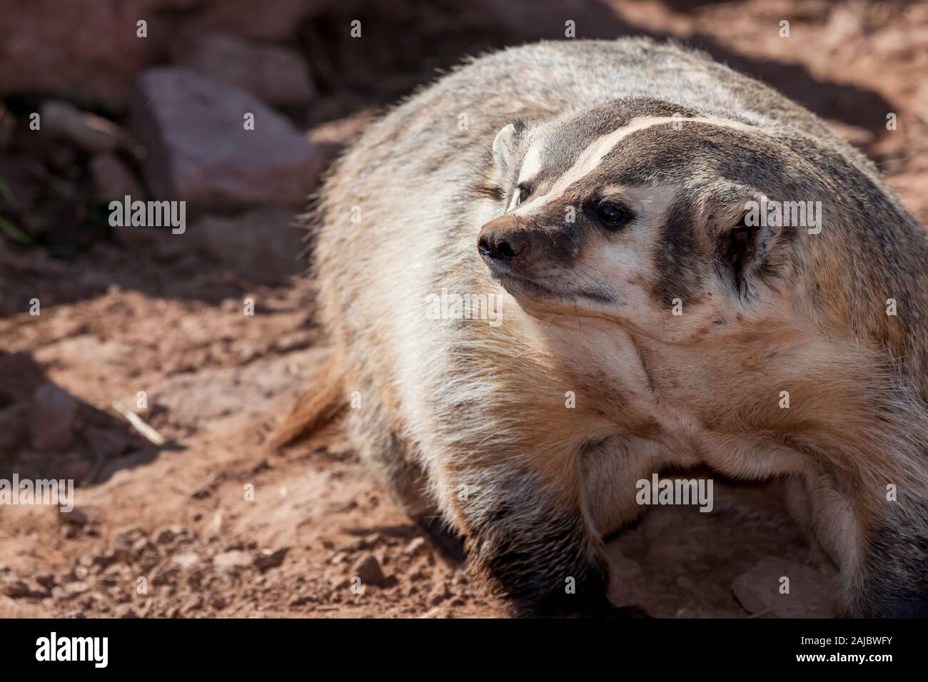 A badger standing in the sunshine with dirt stuck to its nose from ...
