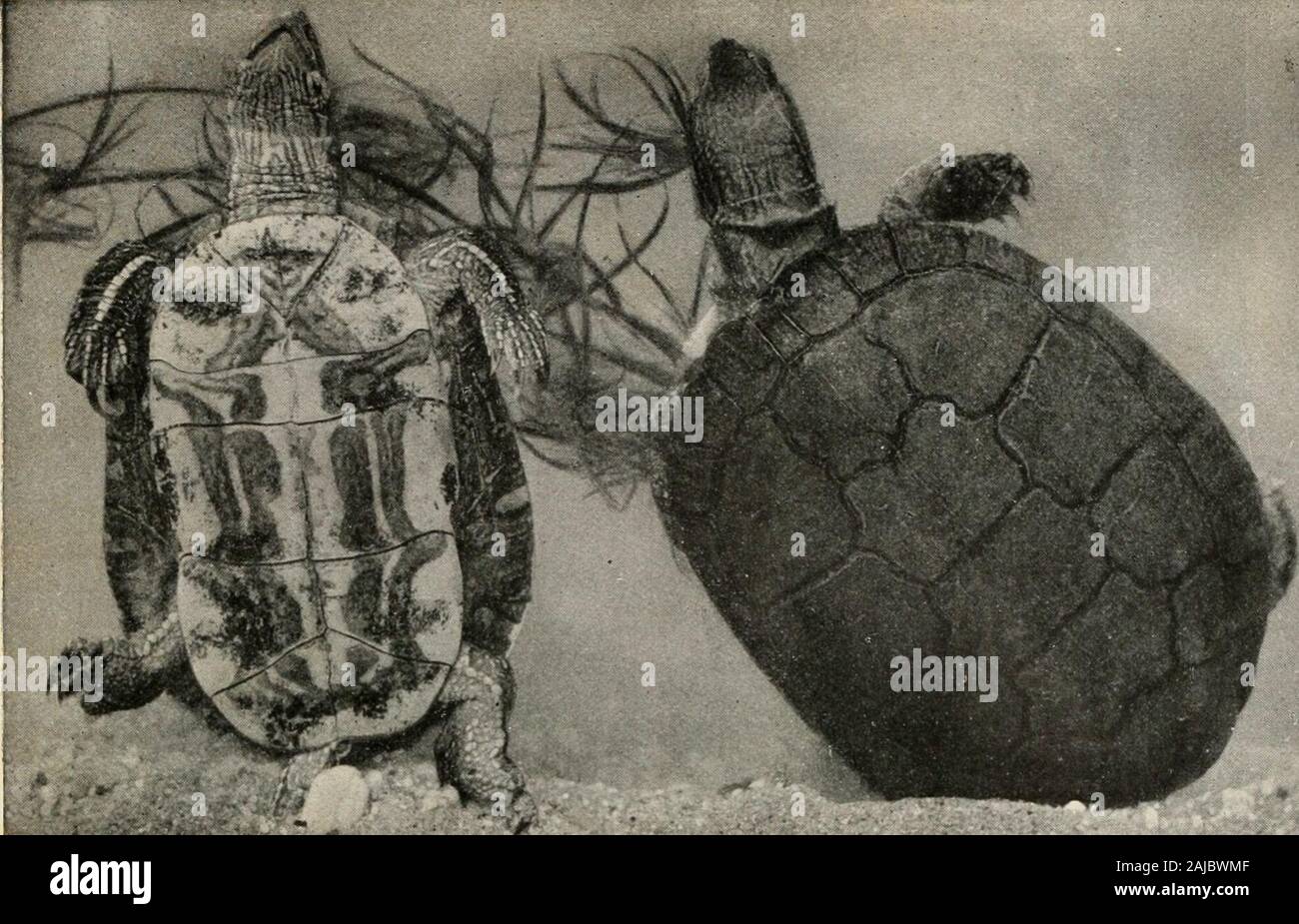 The reptile book; a comprehensive popularised work on the structure and ...