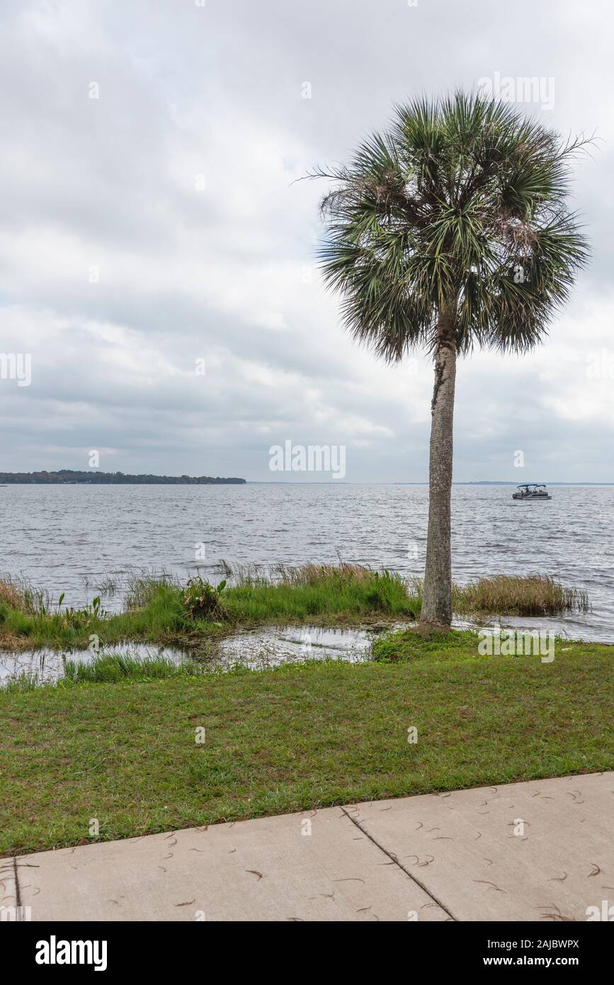 Florida USA Palm tree over water Stock Photo - Alamy