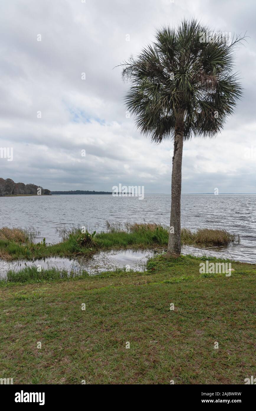 Florida USA Palm tree over water Stock Photo - Alamy