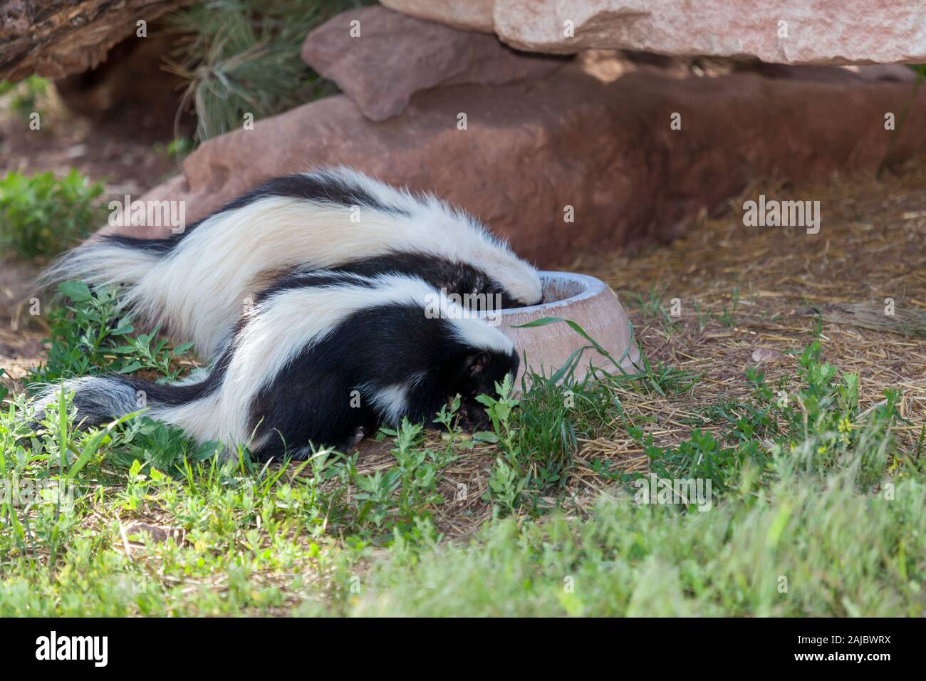 Skunks Eating Bees