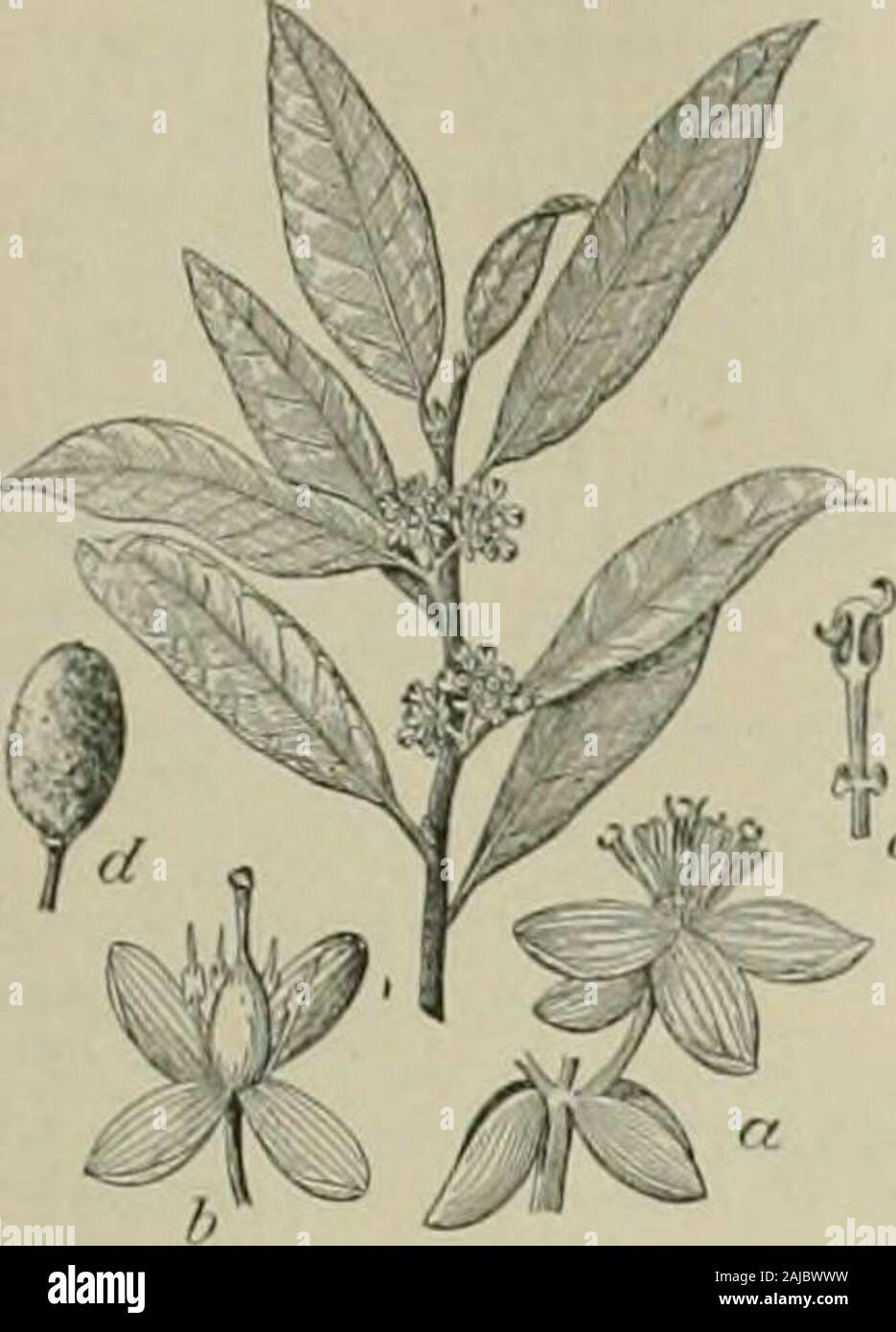 Lorol hi-res stock photography and images - Alamy