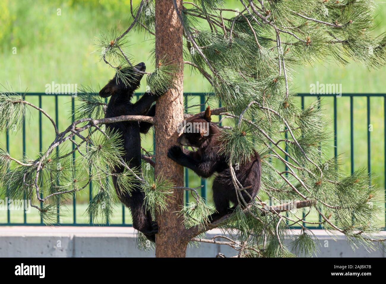 Baby Black Bear In Tree
