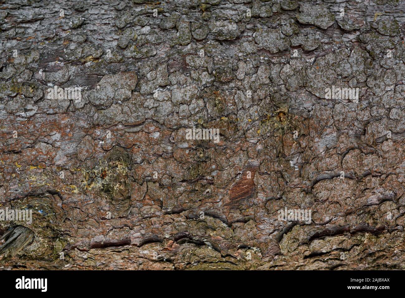 Bulging tree trunk hi-res stock photography and images - Alamy
