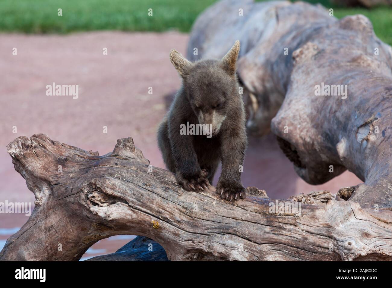 A sleepy little brown bear cub closes its eyes to rest while holding ...