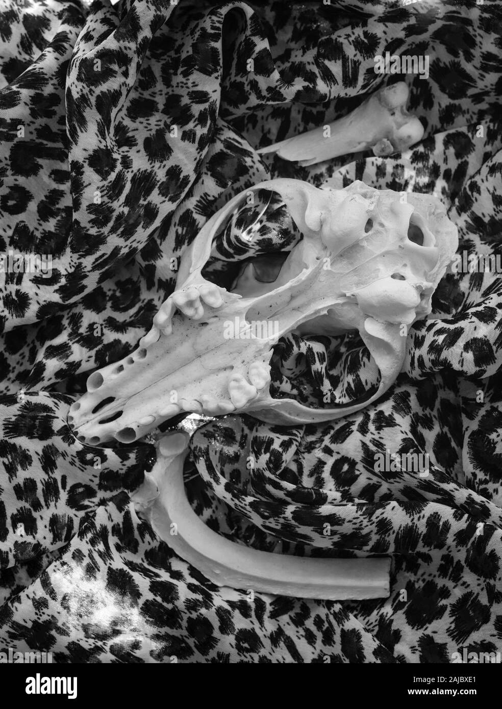 Abstract of animal bones on plain background calling attention to death ...