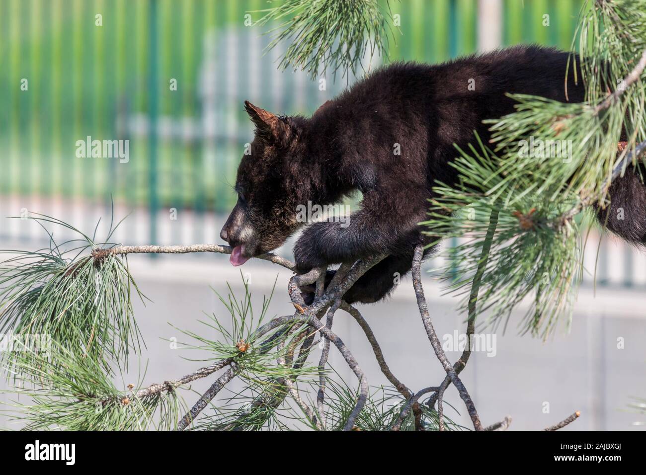 Bear crawls out hi-res stock photography and images - Alamy
