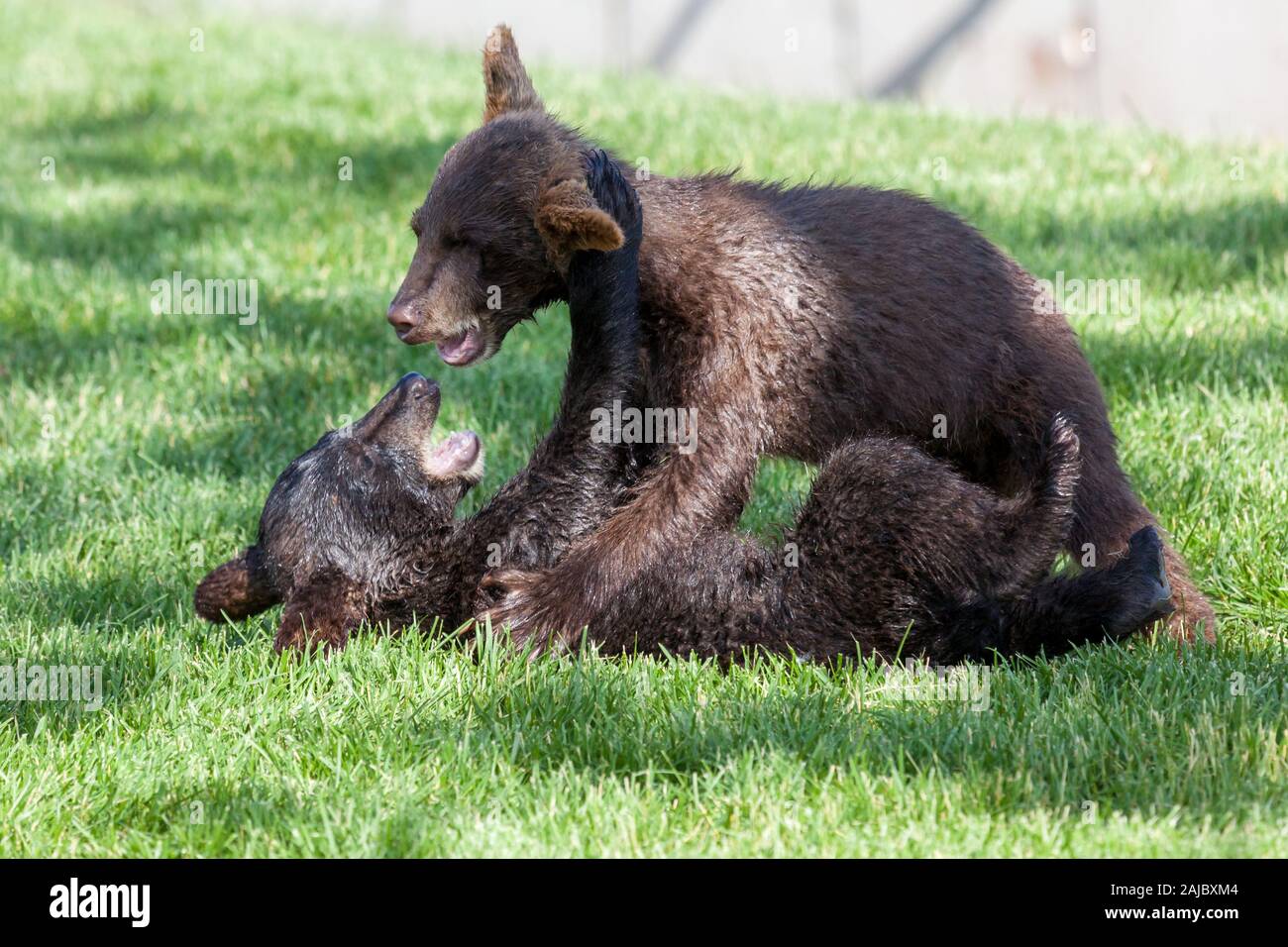 Two baby bears play rough with each other in the shade of a pine tree ...