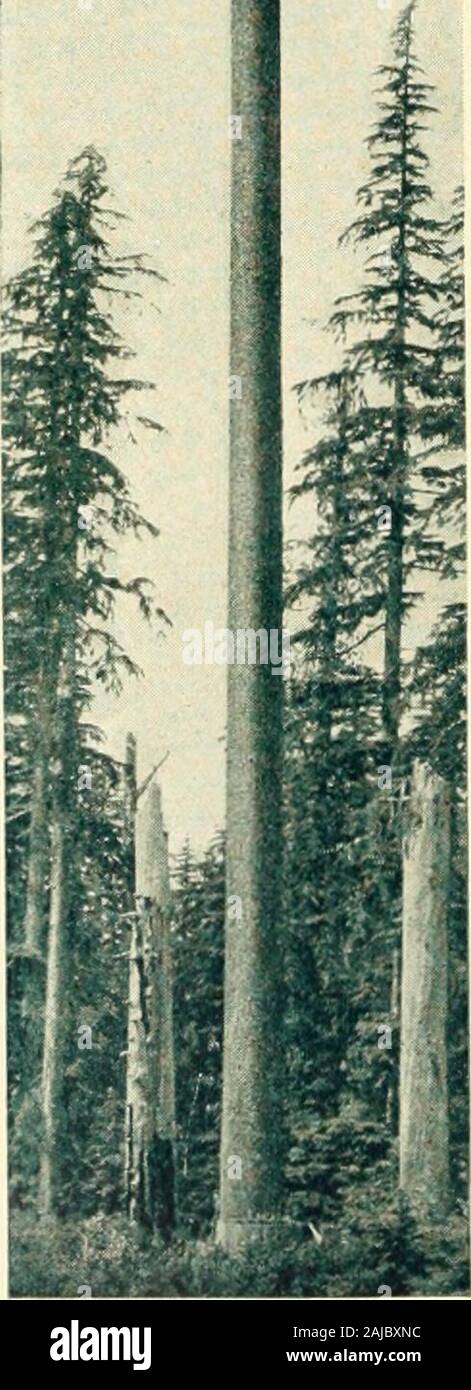 Indian Fir Tree High Resolution Stock Photography and Images - Alamy