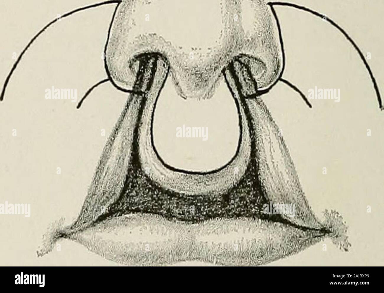 Cheek flaps hi-res stock photography and images - Alamy
