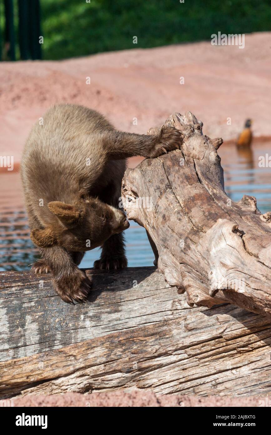 A curious little baby brown bear bending down to look under a log next ...