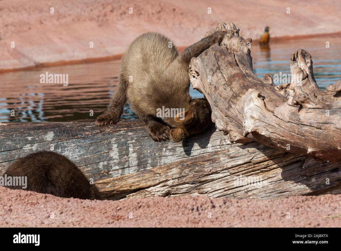 A curious little baby brown bear bending down to look under a log next ...