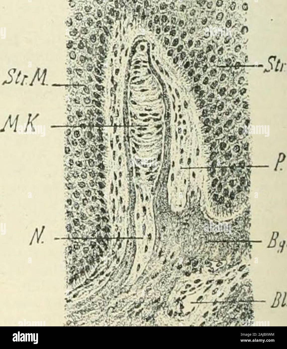 Capillary loop hi-res stock photography and images - Alamy