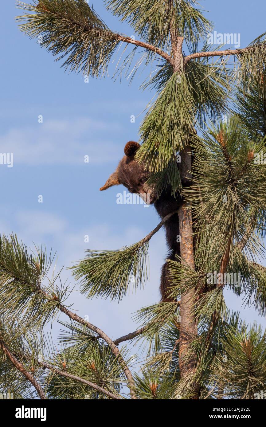 Black bear pine tree hi-res stock photography and images - Alamy