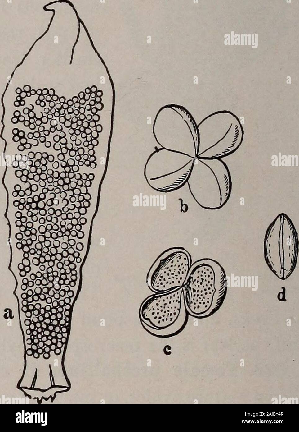 Elementary botany . Fig. 367.Macrosporangium of Cycas revoluta. Fig ...
