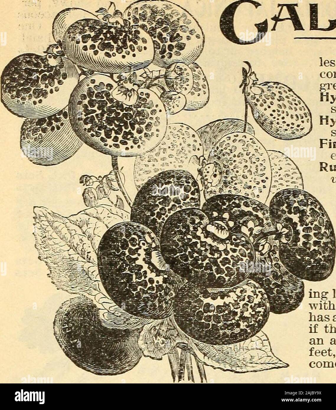 Callirhoe involucrata hi-res stock photography and images - Alamy