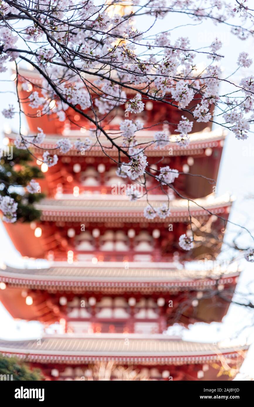 Pagoda in Sensoji Asakusa temple with cherry blossoms in Tokyo during ...
